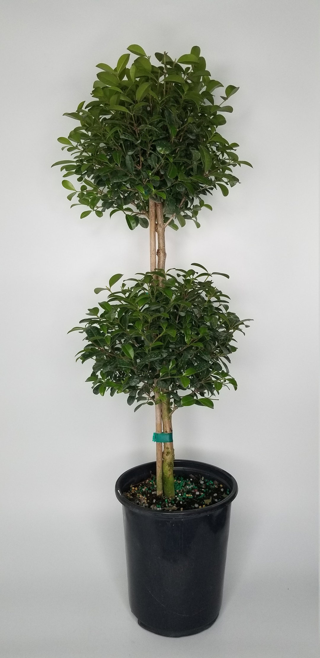 Eugenia 2 Ball Topiary in 7 Inch Pot Live Plant Eugenia Myrtifolium ...