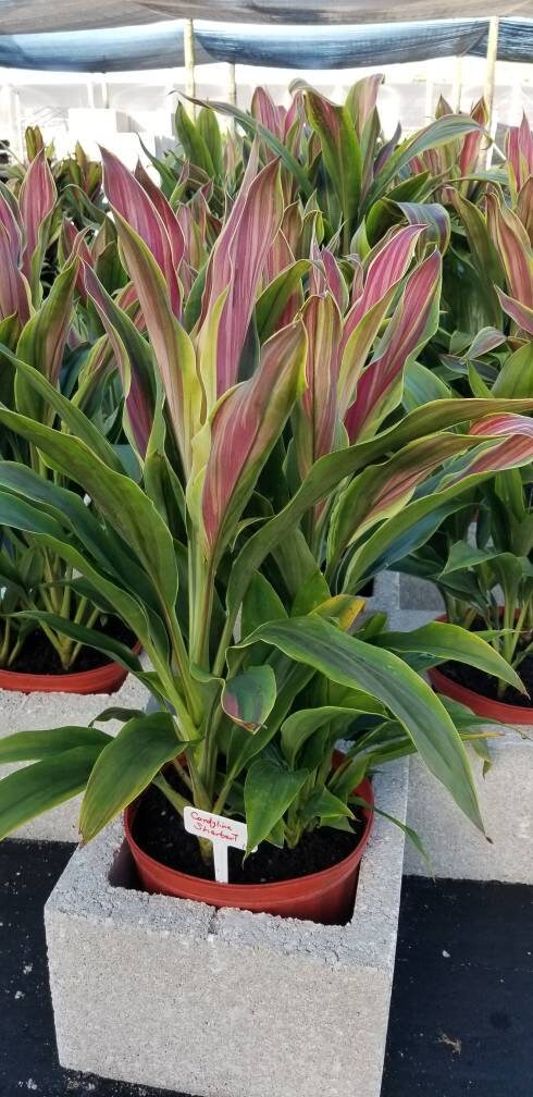 Cordyline Sherbert Hawaiian Ti indoor live plant SHIPPED BARE | Etsy