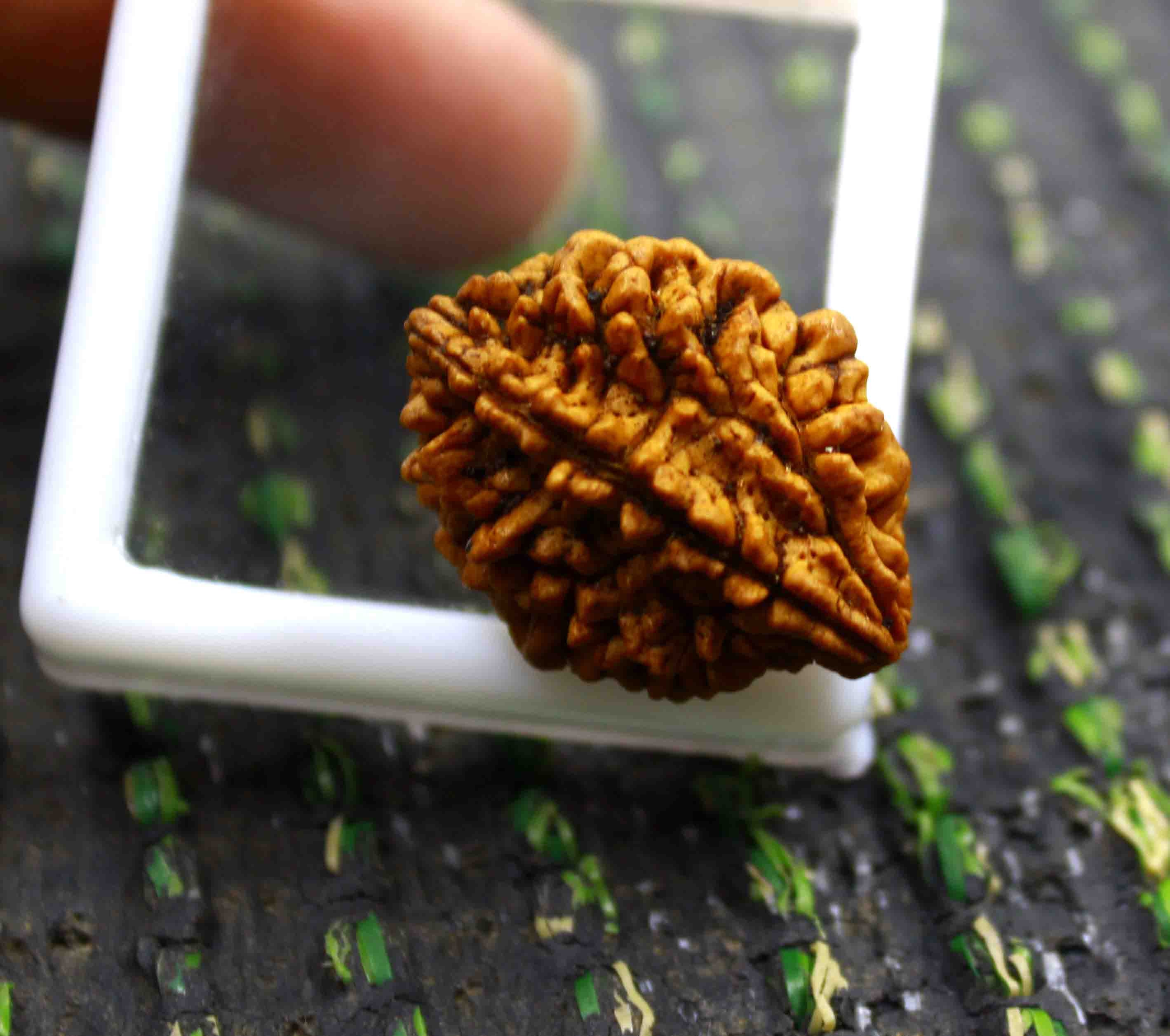 18 Ct Certified Natural Genuine 2 Mukhi Rudraksha 2 Face | Etsy