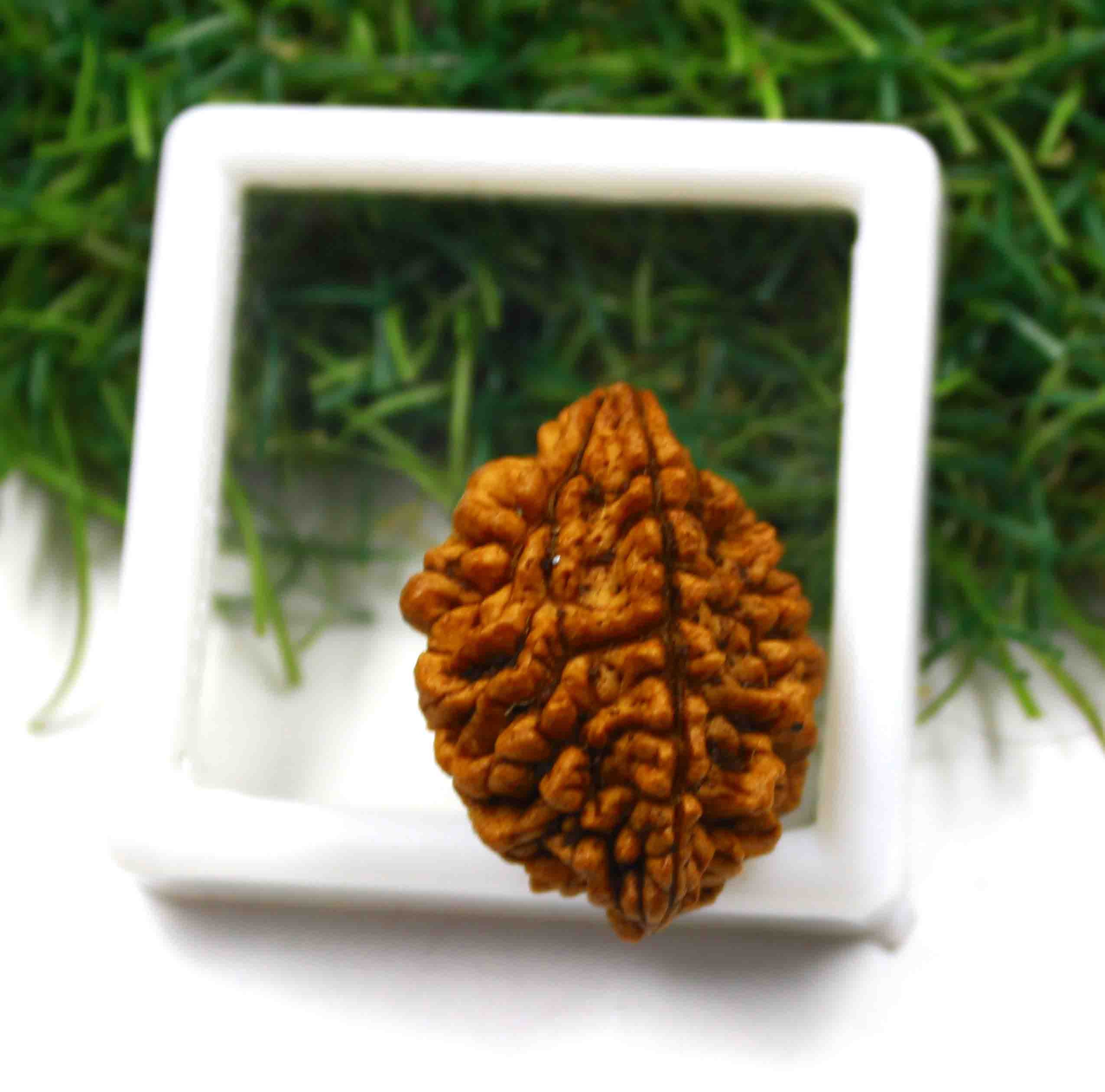 18 Ct Certified Natural Genuine 2 Mukhi Rudraksha 2 Face | Etsy