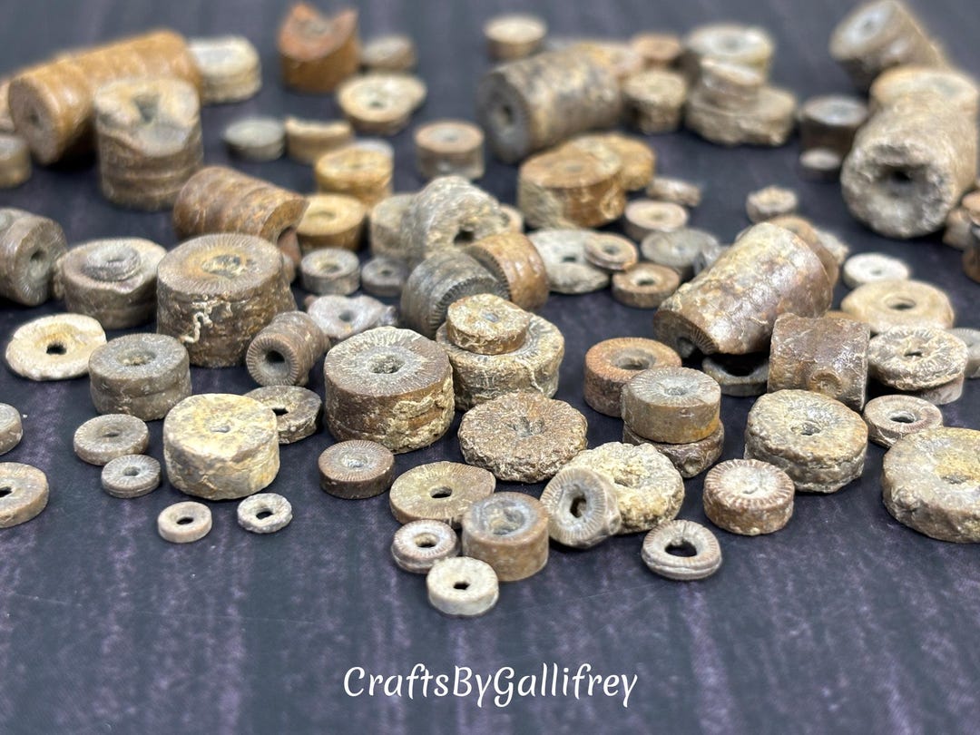 Large Lot of Natural Fossil Beads From North Texas | Rare Ancient Sea ...