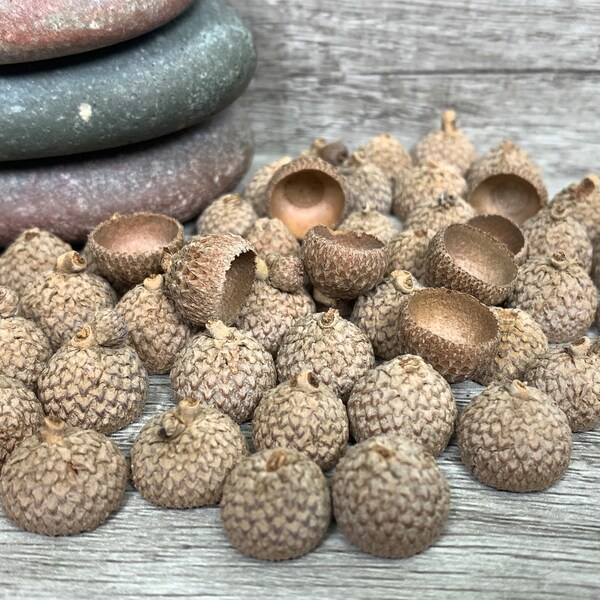 Acorn Caps - Etsy