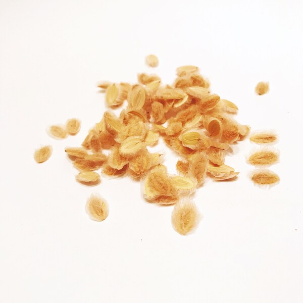 Cumin - Etsy