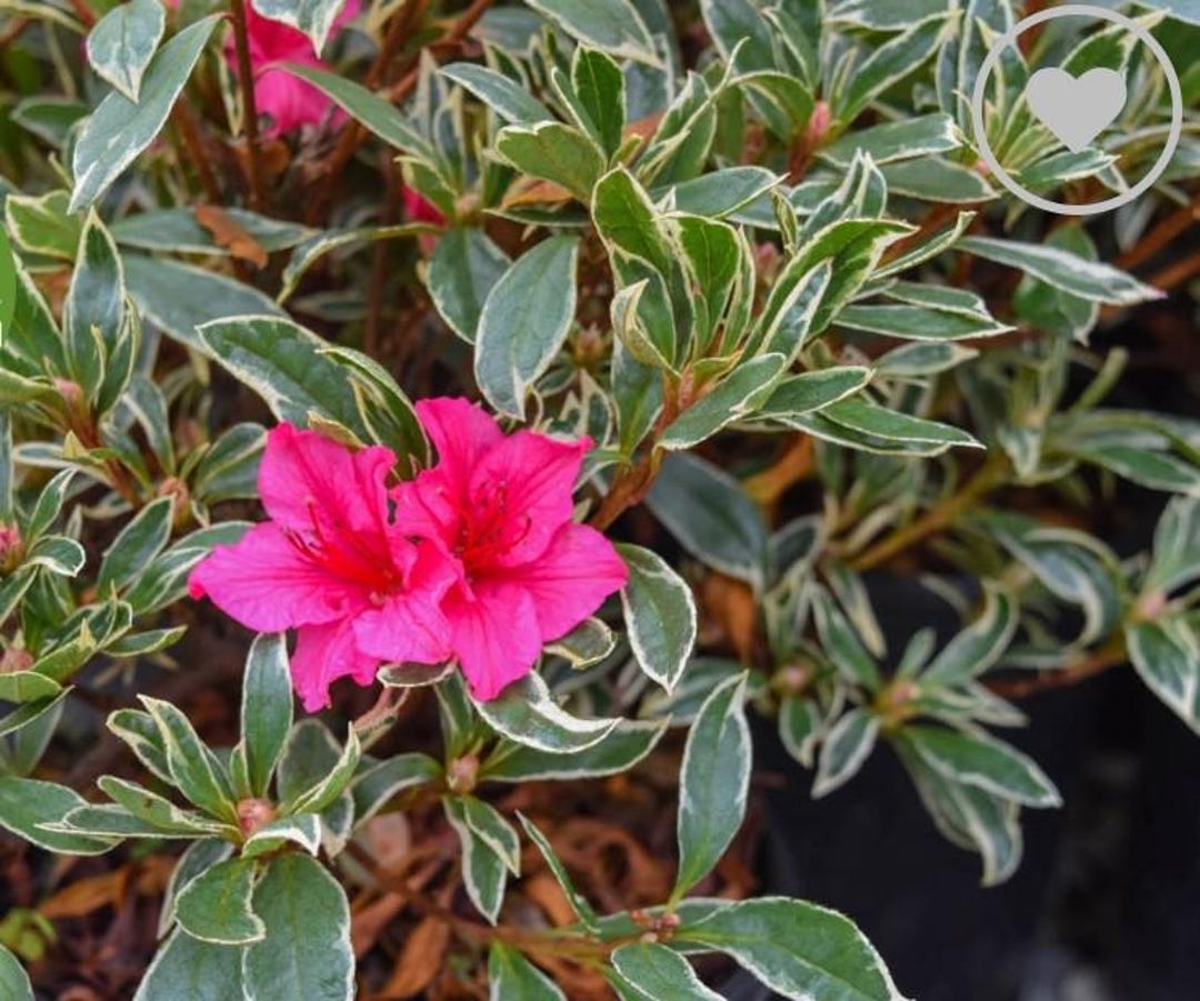 Silver Sword Azalea - Etsy