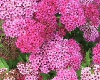 Spirea Japonica Neon Flash Compact Pink Flowering Perennial Shrub Live ...