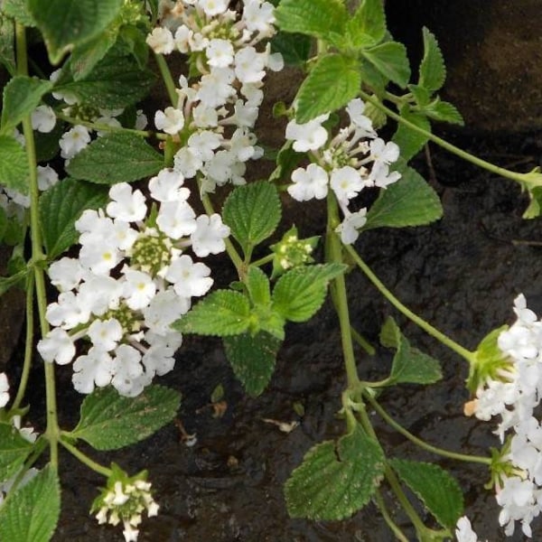 Trailing Lantana Plants - Etsy