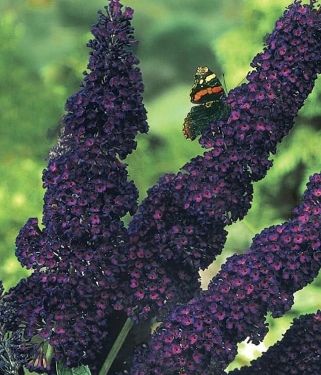 Black Knight Butterfly Bush - Etsy
