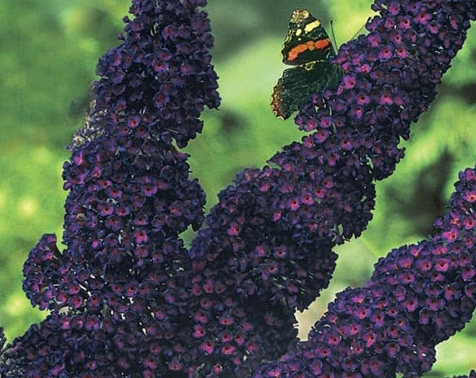 Buddleia Lindleyana WEEPING BUTTERFLY BUSH Starter Plant Approx 5 Inch ...