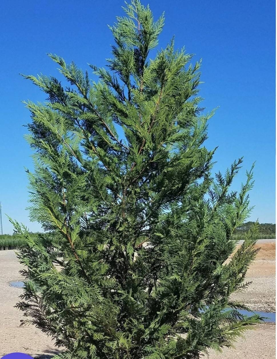 Murray Cypress Tree - Etsy