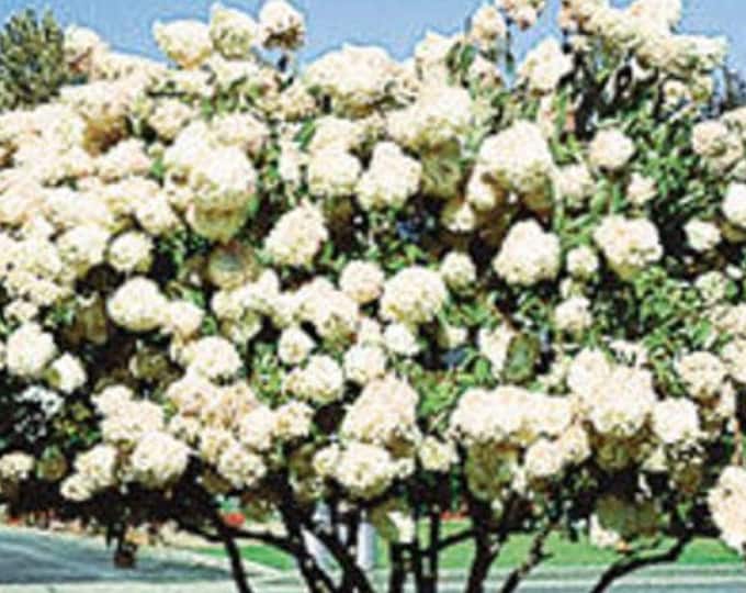 Pee Gee Hydrangeas - Etsy