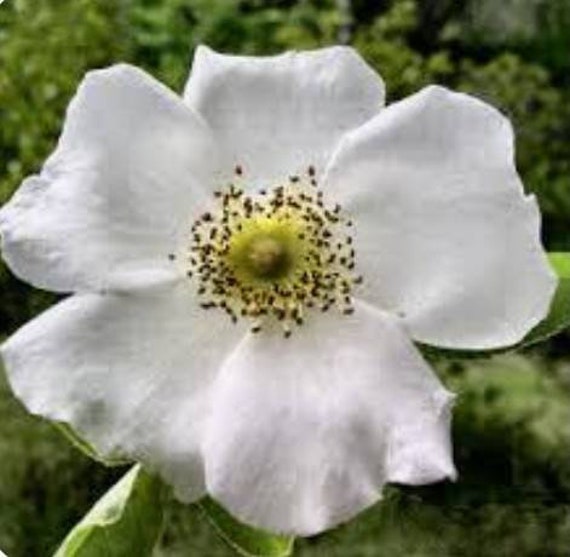 Cherokee Rose - Etsy