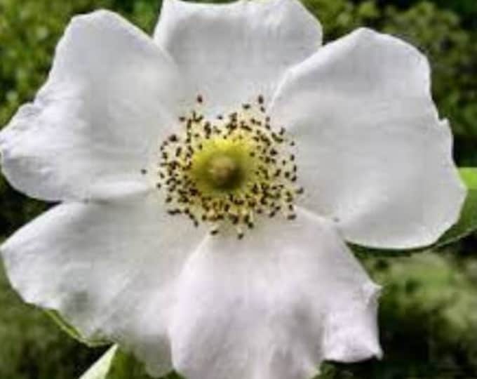 Cherokee Rose - Etsy