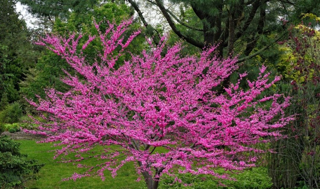 Eastern Redbud Tree - Etsy