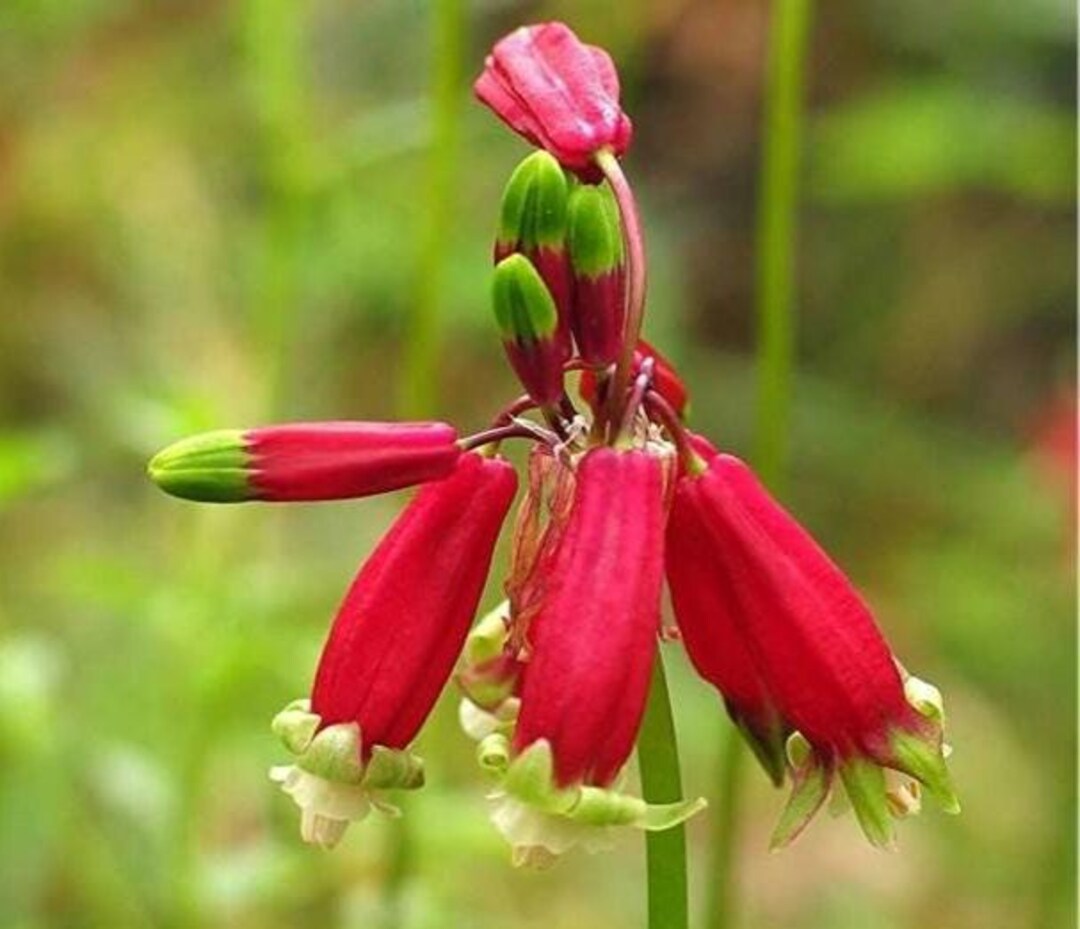 Firecracker Tropical Plant - Etsy