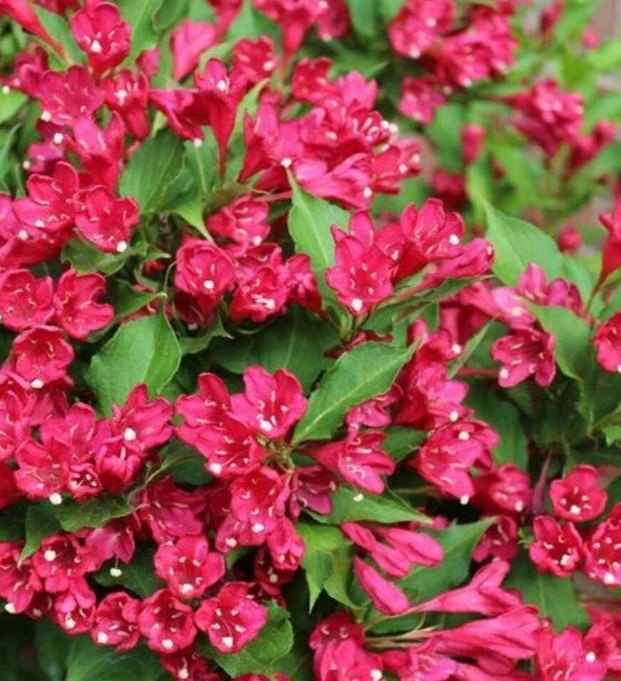 Weigela Rumba