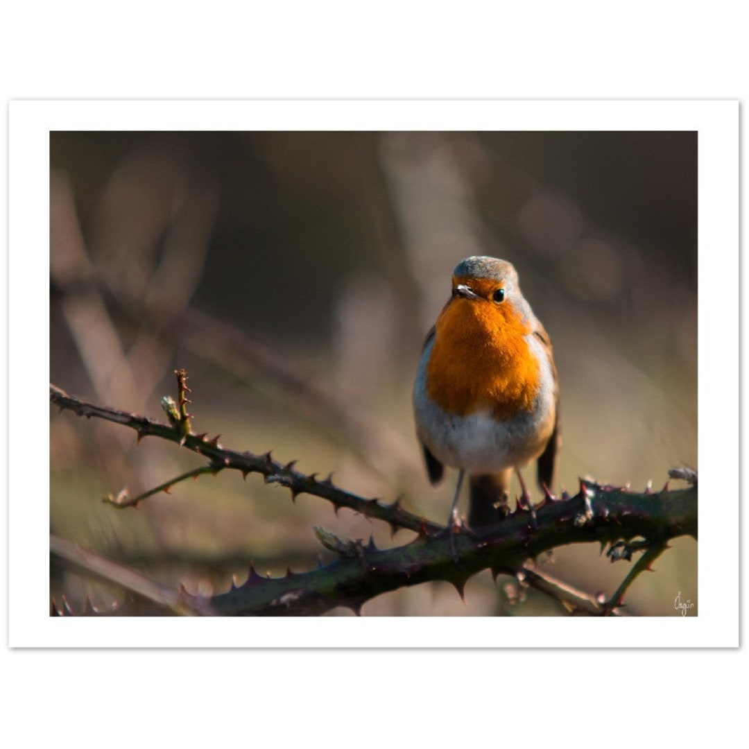 Robin Close up (print Only) , Fine Art Photography, Printed Wall Art - Etsy