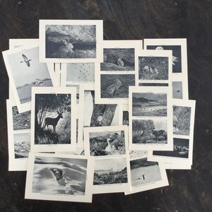 24 B&W British Wildlife Book Page Photos Taken 1930s/40s, Printed 1953 ...