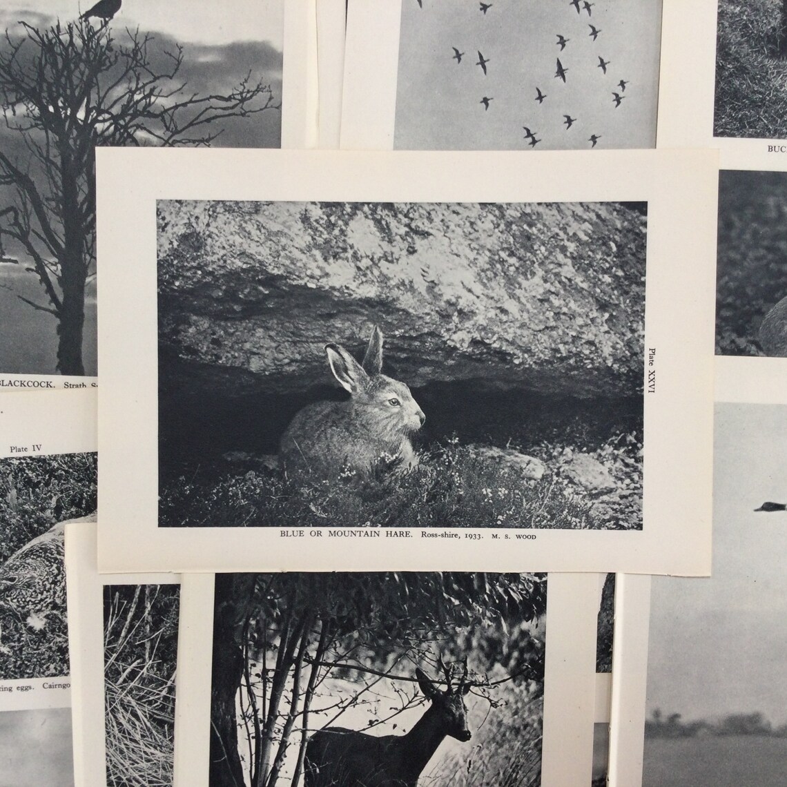24 B&W British Wildlife Book Page Photos Taken 1930s/40s, Printed 1953 ...