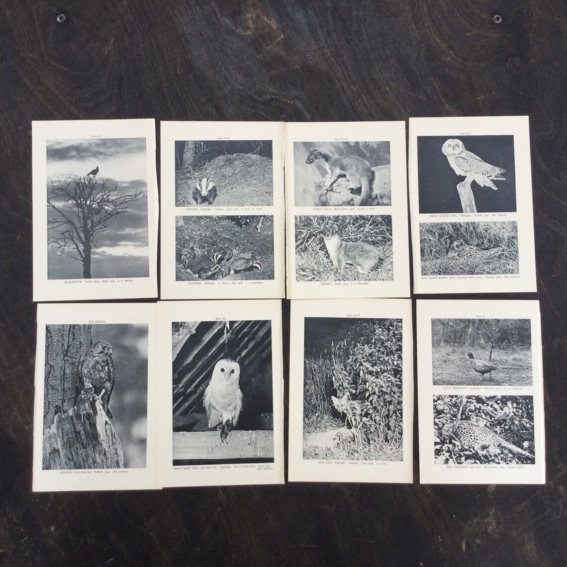 24 B&W British Wildlife Book Page Photos Taken 1930s/40s, Printed 1953 ...