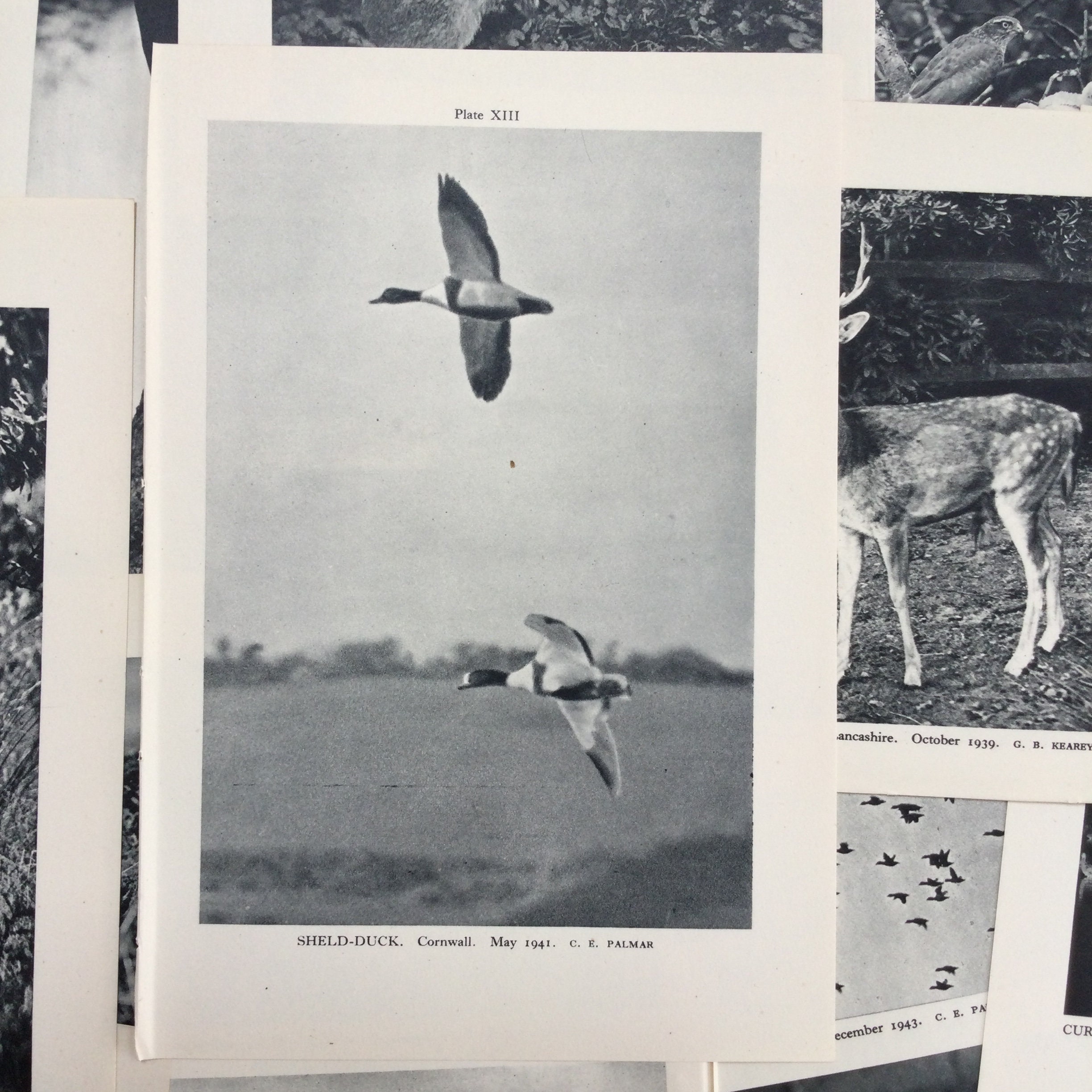 24 B&W British Wildlife Book Page Photos Taken 1930s/40s, Printed 1953 ...