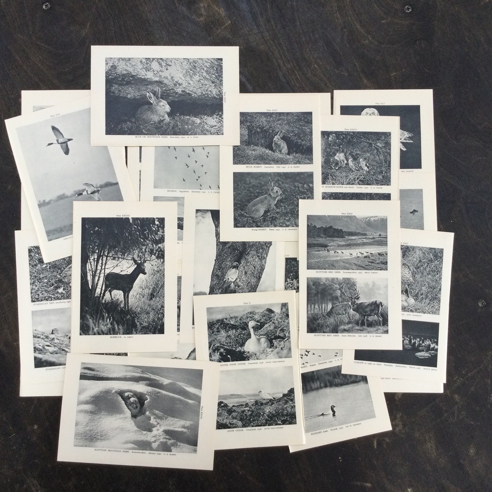 24 B&W British Wildlife Book Page Photos Taken 1930s/40s, Printed 1953 ...