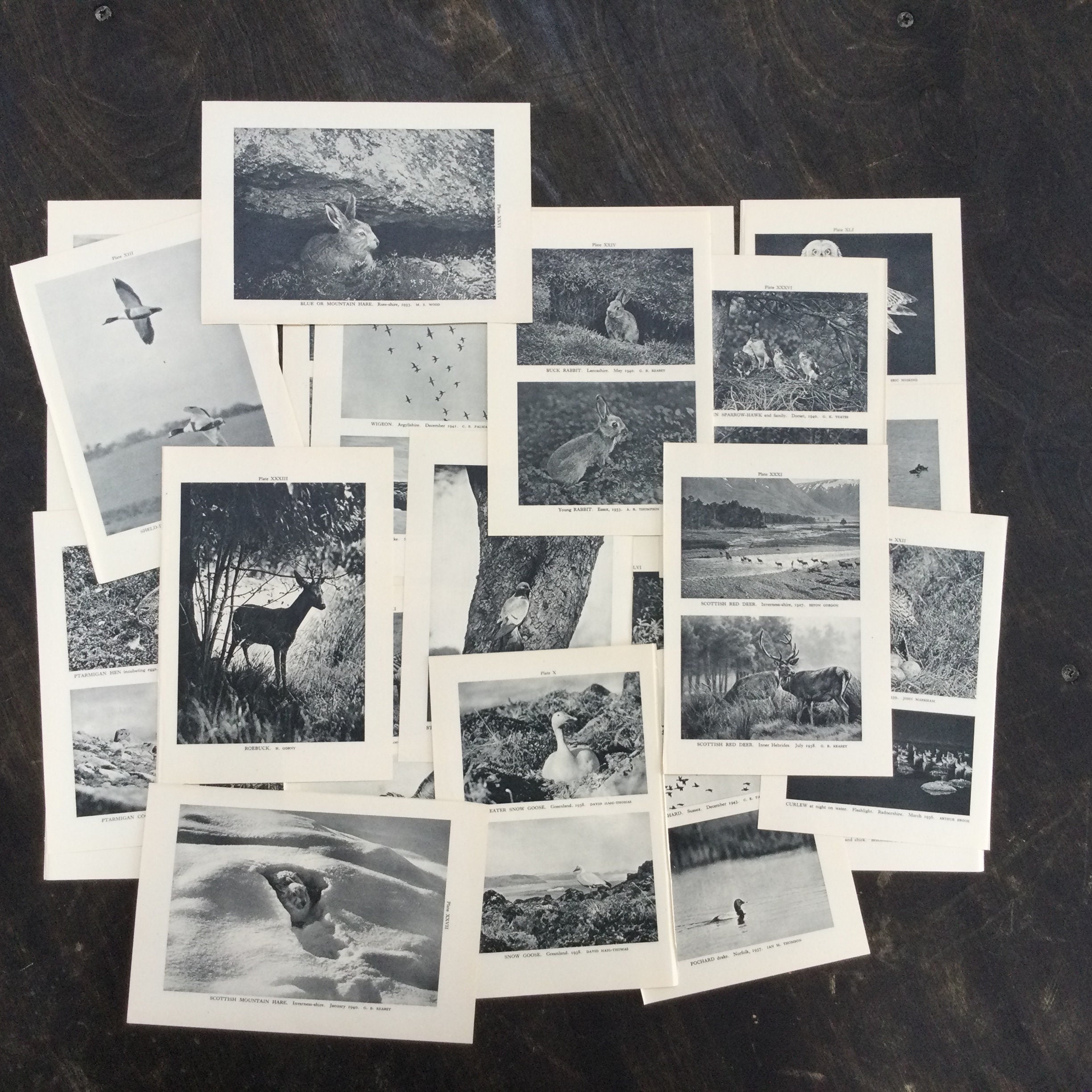 24 B&W British Wildlife Book Page Photos Taken 1930s/40s, Printed 1953 ...