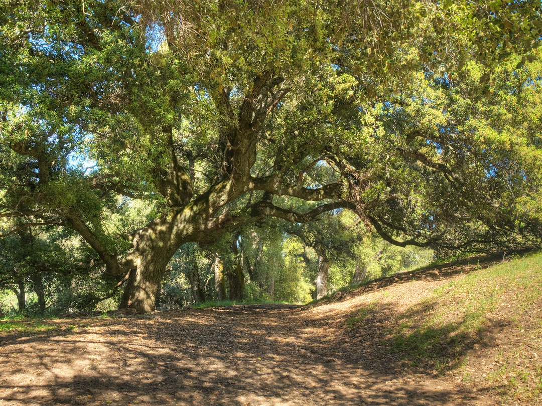 Scrub Oak Tree Etsy