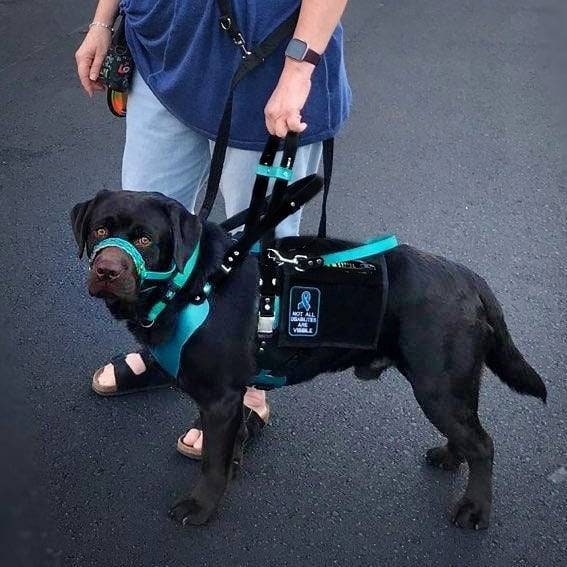 Service Dog Mobility Harness