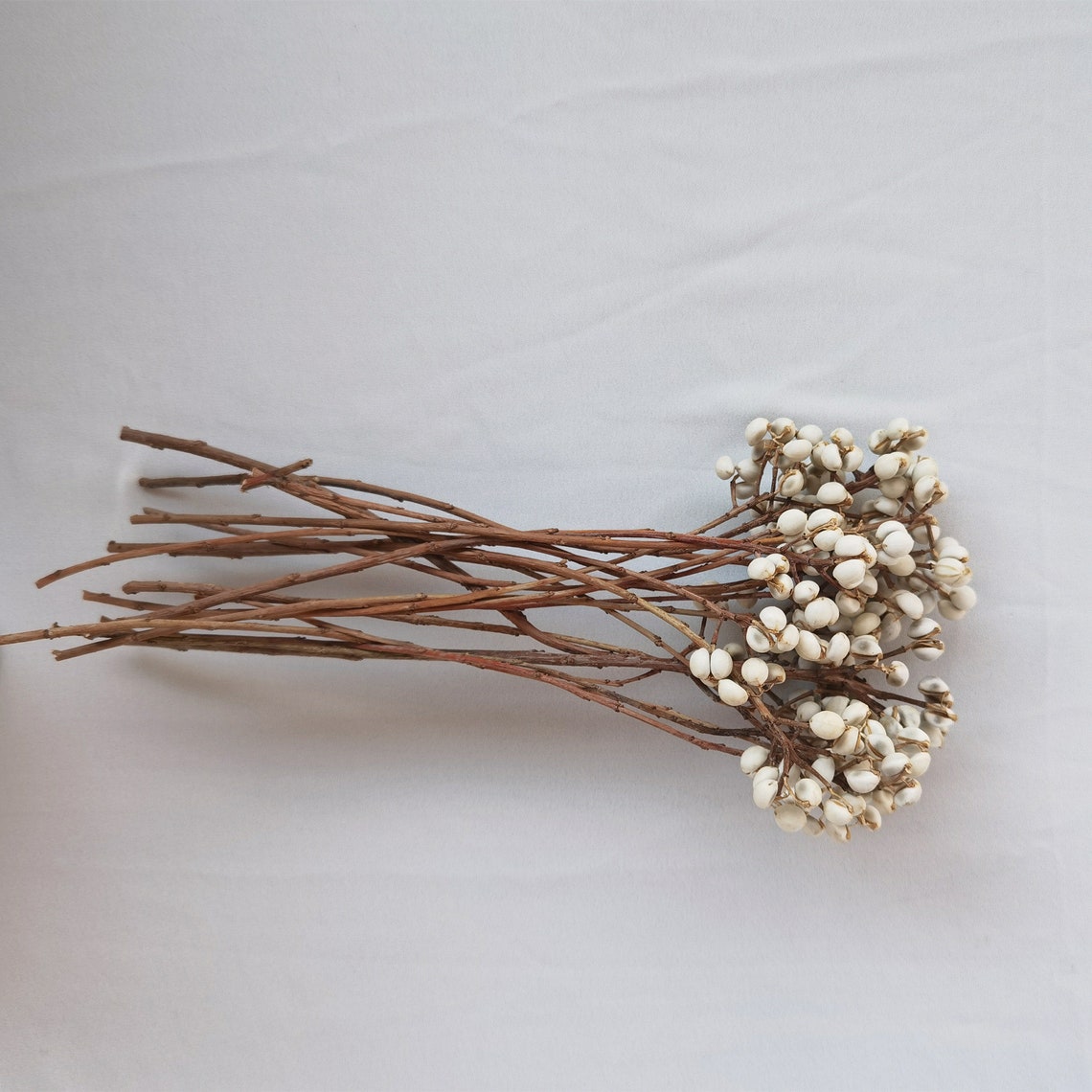 20 Stems Dried Natural Tallow Berries/6''10'' - Etsy