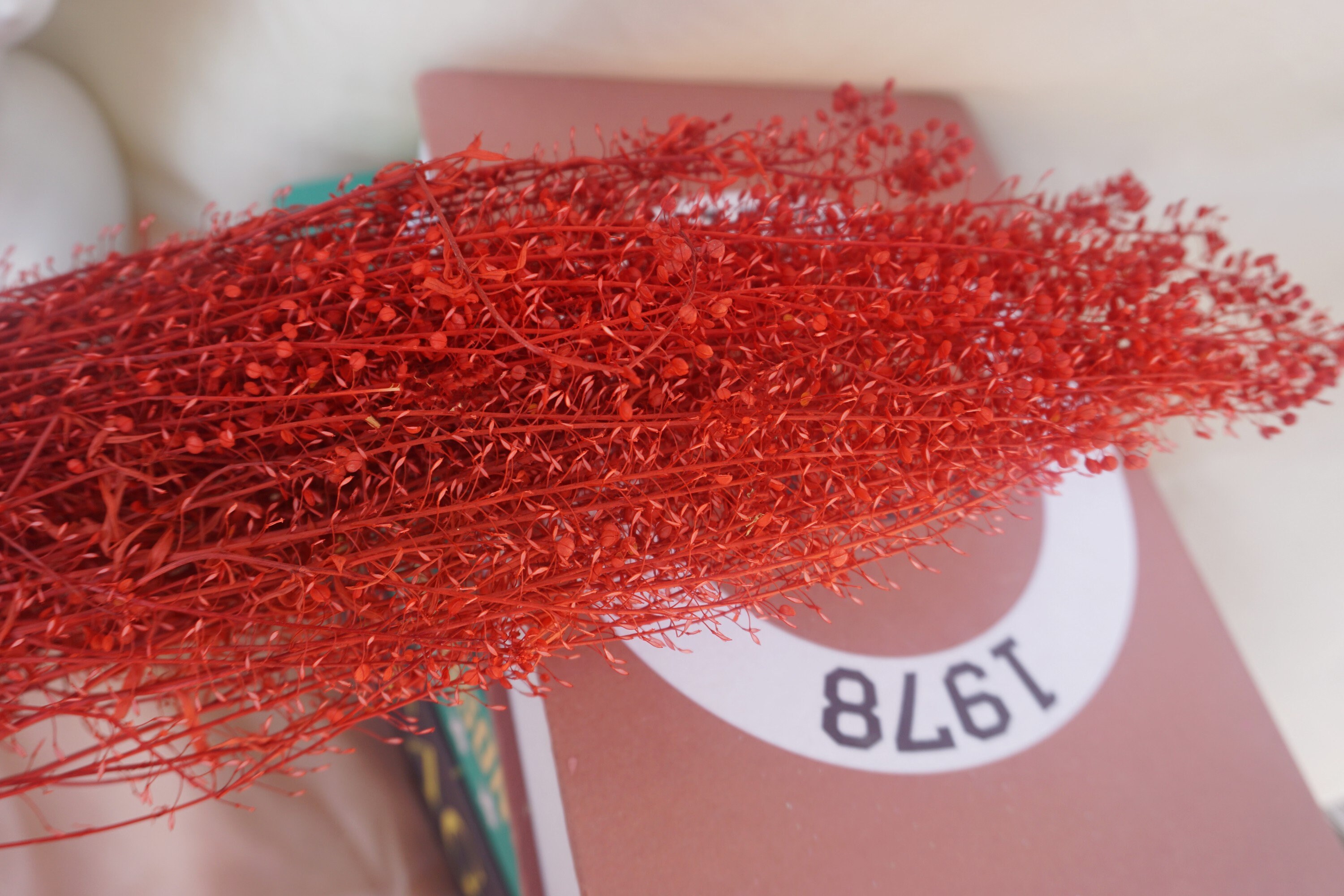 Dried Bleached Lepidium Bunchnatural Lepidium Vase Decor - Etsy