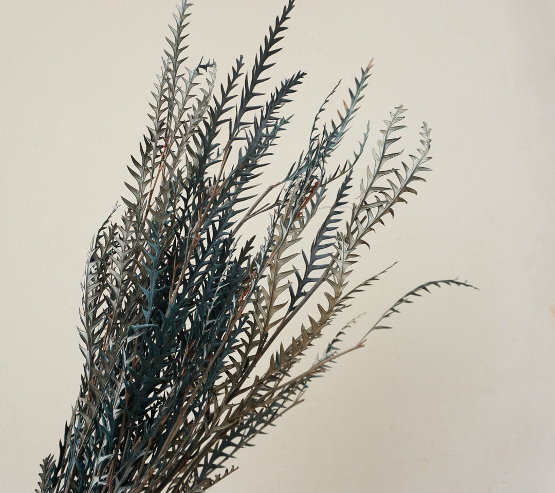 Preserved Flowers Saber Tooth Leaf Flower, Natural Sawtooth, Bouquet ...