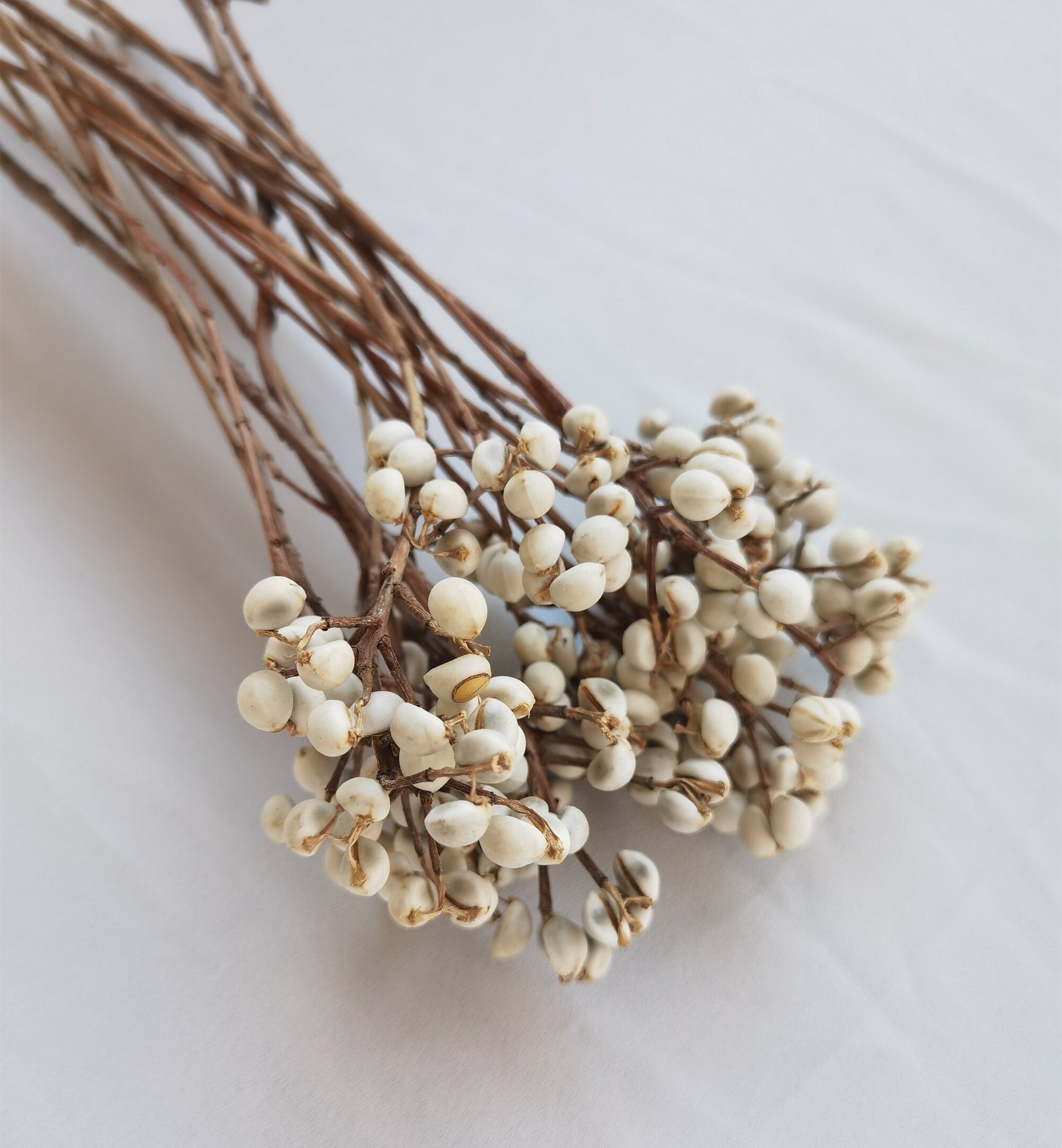 20 Stems Dried Natural Tallow Berries/6''-10'' L/dried Tallow Berry - Etsy