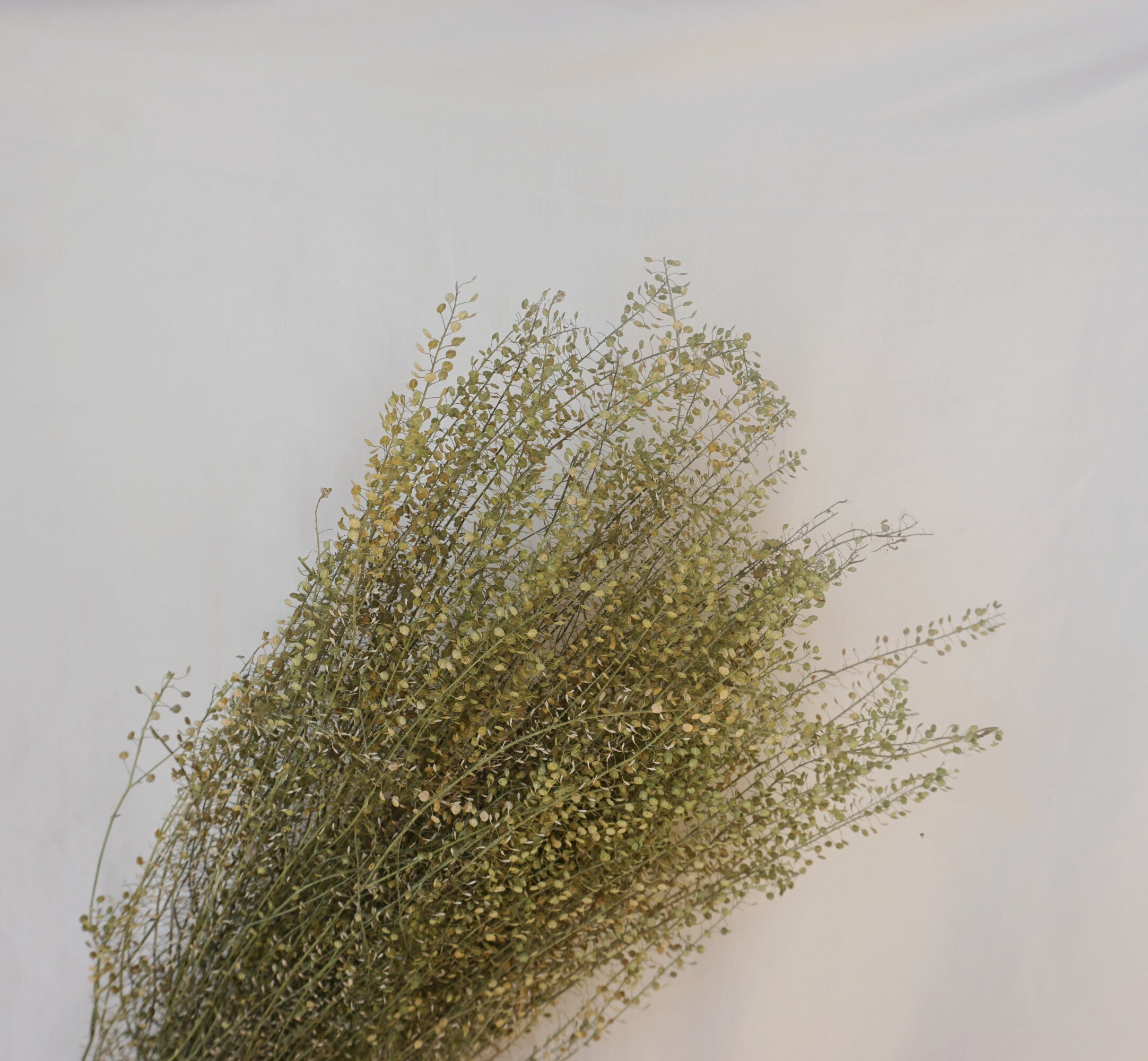 Dried Bleached Lepidium Bunchnatural Lepidium Vase Decor - Etsy