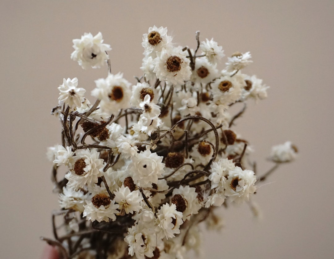 Dried Daisy Bunch, Dried Ammobium, White Flower, Mini Daisy, White ...