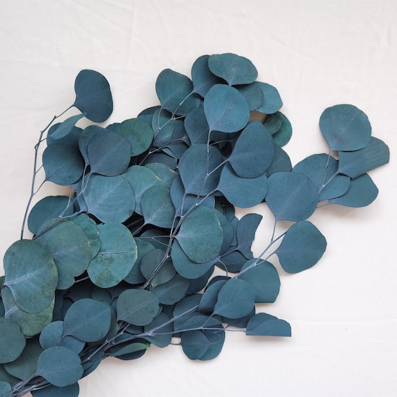 Preserved Flower Blue Round Leaf Eucalyptus Home Wedding - Etsy
