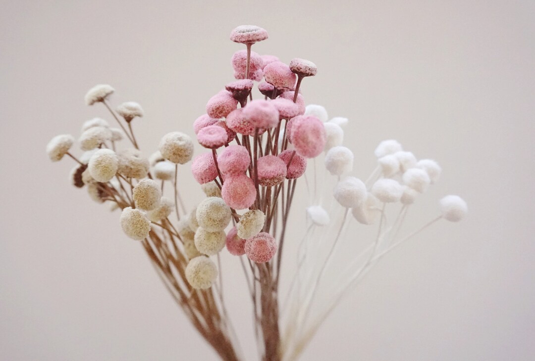Blush Button Flowers, White Dried Flowers, Wedding Decor, Natural ...