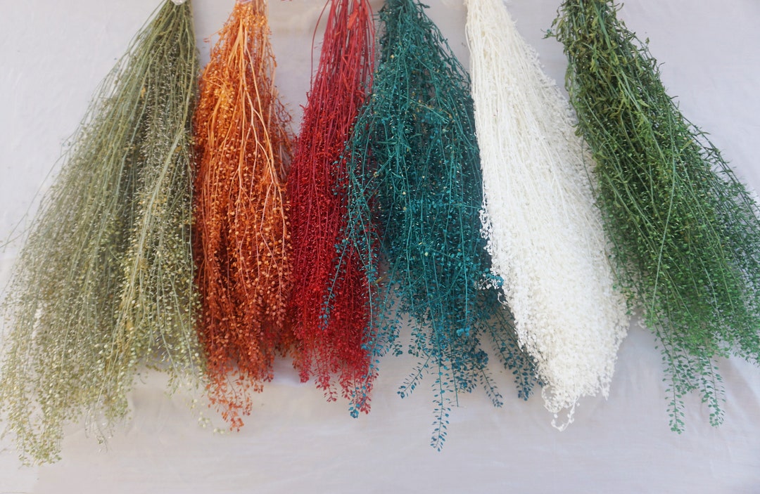 Dried Bleached Lepidium Bunchnatural Lepidium Vase Decor Preserved ...