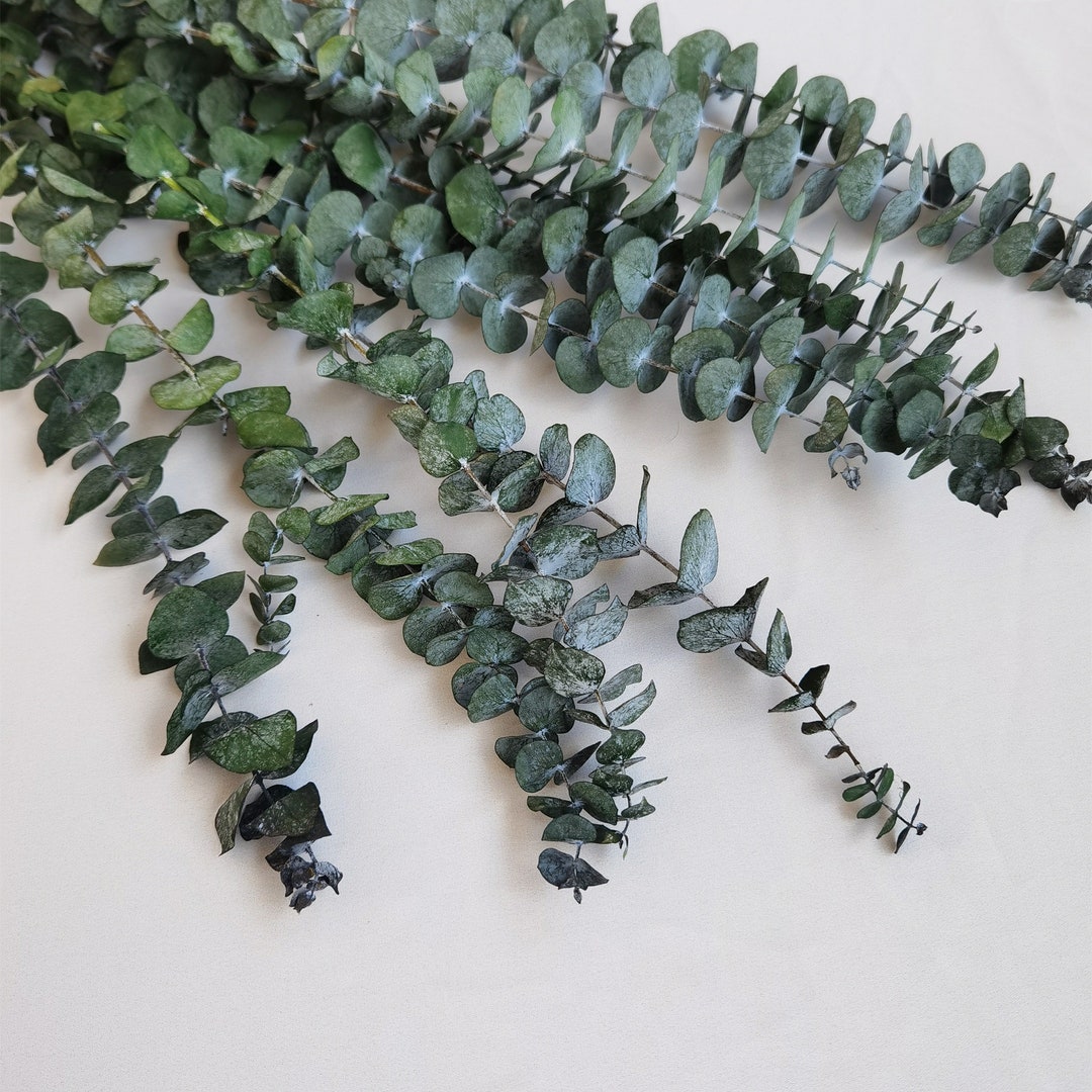 Preserved Eucalyptus Branches, DIY Flower Arrangement, Family Wedding ...