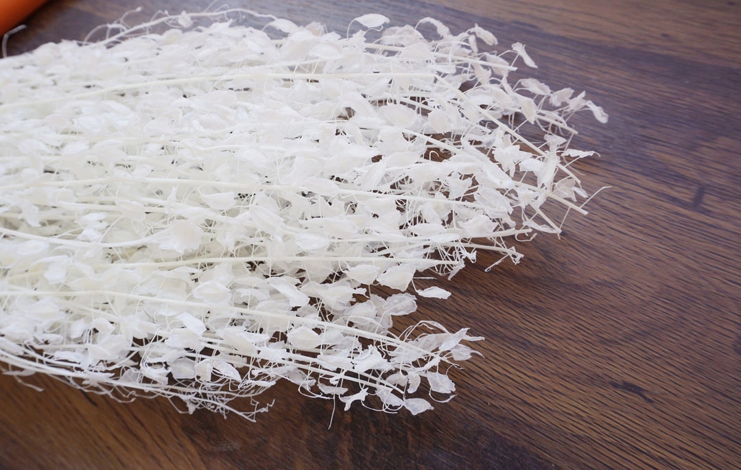 White Preserved Flowers, Dried Flowers, Lunaria Branches, Lunaria Stems ...