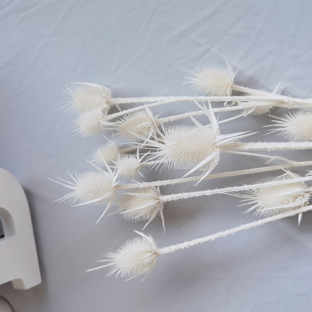 Natural Bleached Dried Thistle, DIY Dried Flower Wedding Bouquet, White ...