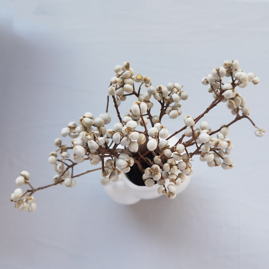 20 Stems Dried Natural Tallow Berries/6''10'' - Etsy