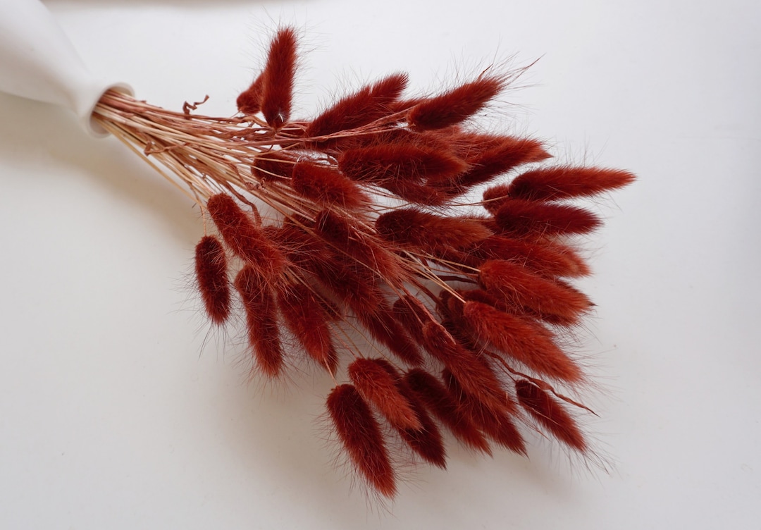 50-60 Bunny Tails, Bunny Tails, Wedding Home Decoration, Floral Design ...