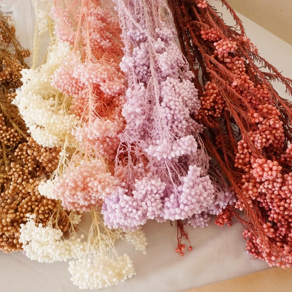 Rice Flower and Shea - Etsy