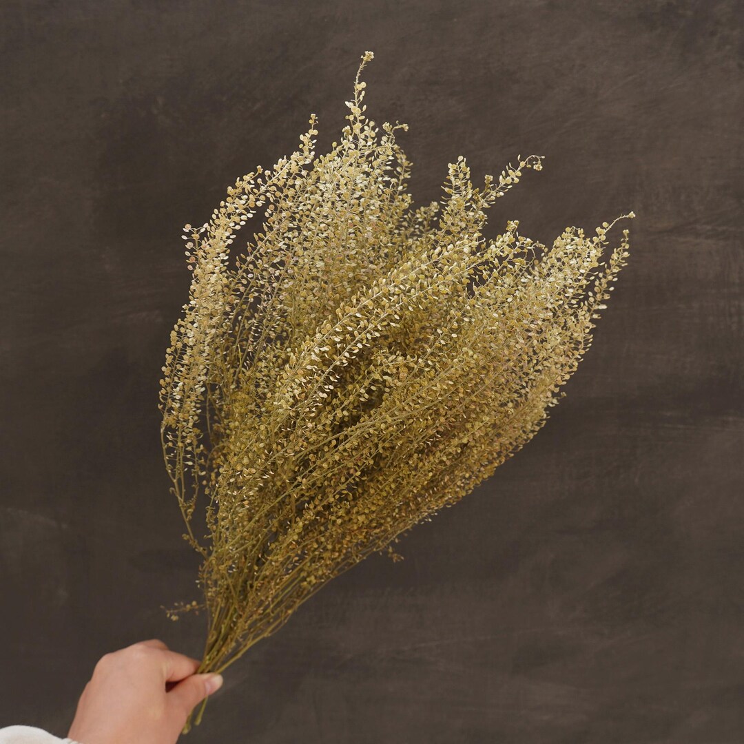 Dried Pepper Grass Preserved Mini Green Pepper Grass Bunch Lepidium ...