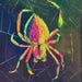 Neon Spider - Etsy