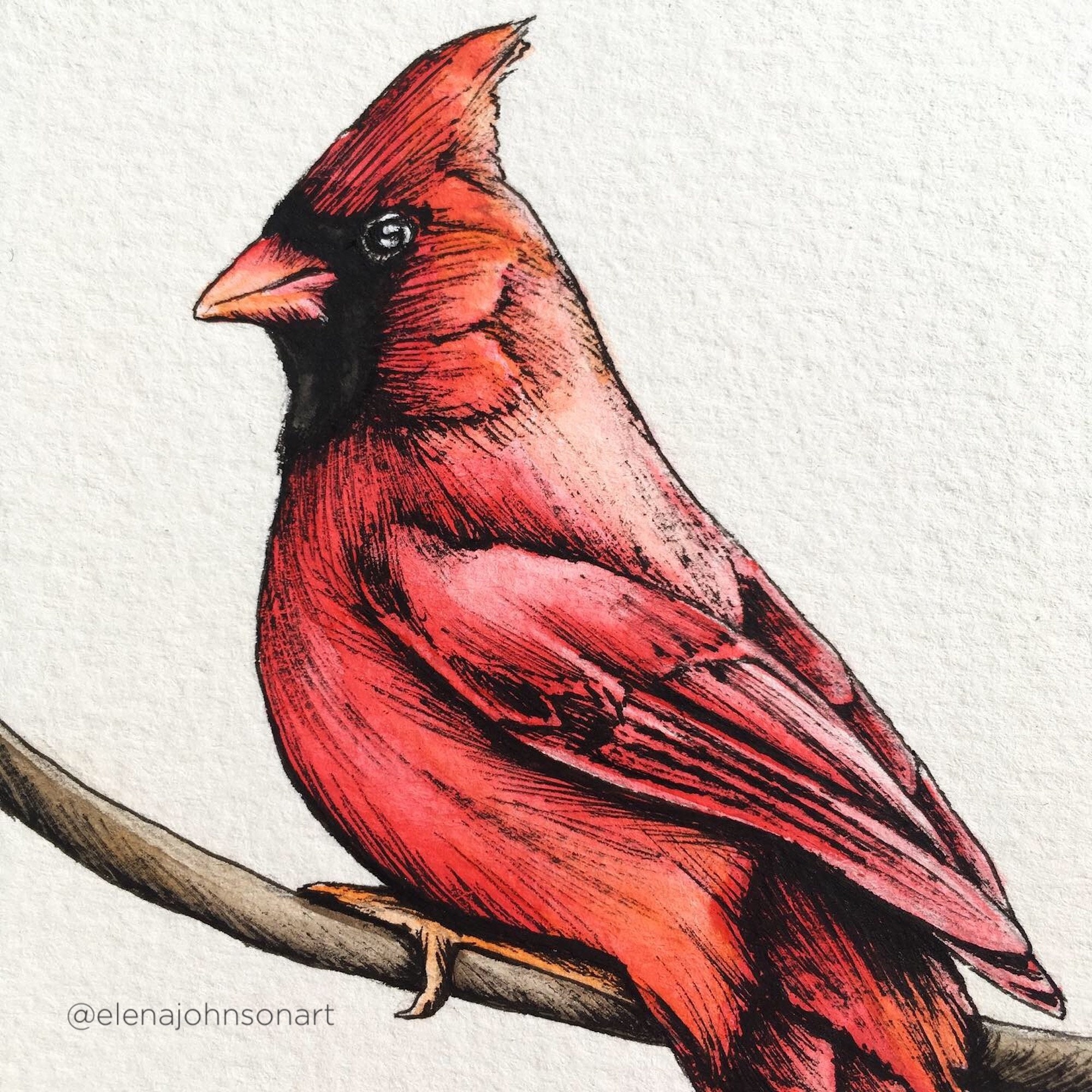 Red Male Cardinal Watercolor Painting With Ink Drawing (8x10 PRINTS) - Etsy