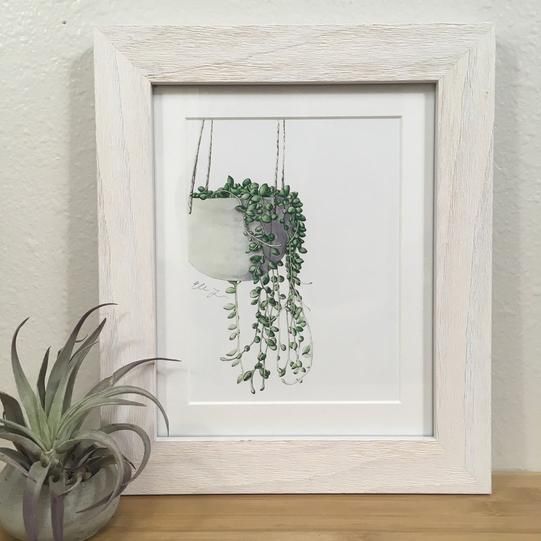String of Pearls Succulent Hanging Plant Watercolor Painting With Pen ...