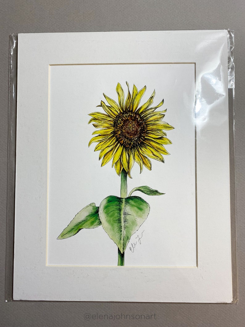 Sunflower Botanical Illustration Watercolor Print 8x10 Matted - Etsy