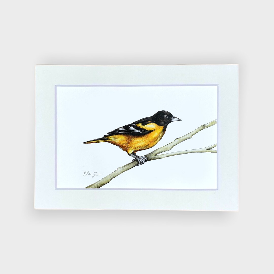 Orange Oreole Bird Illustration Drawing (5x7 Matted Print) - Etsy
