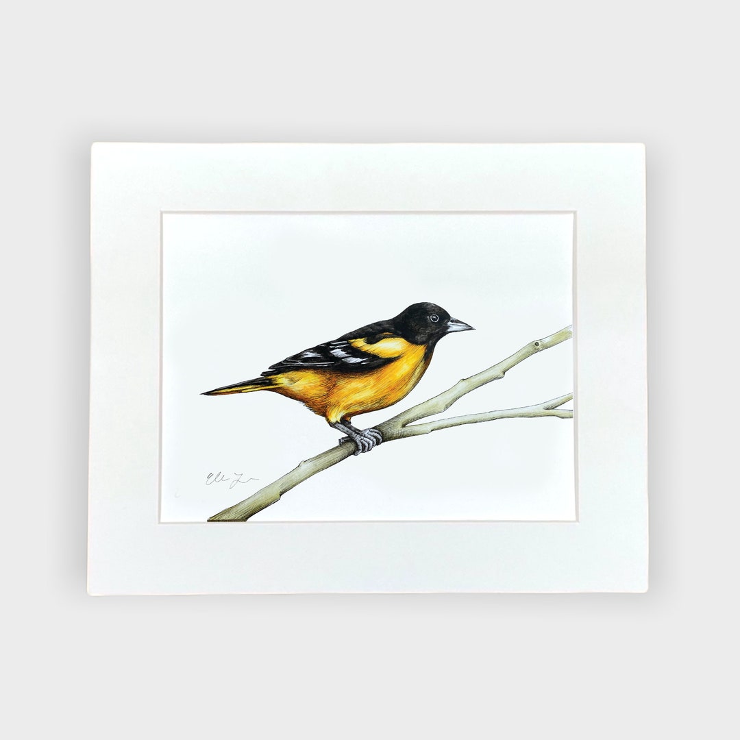 Oreole Bird Watercolor Painting With Ink Drawing (8x10 PRINTS) - Etsy